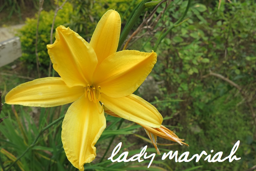 Lady Mariah the Part-Time Traveler: A night at Kiram's Village, Kundasang