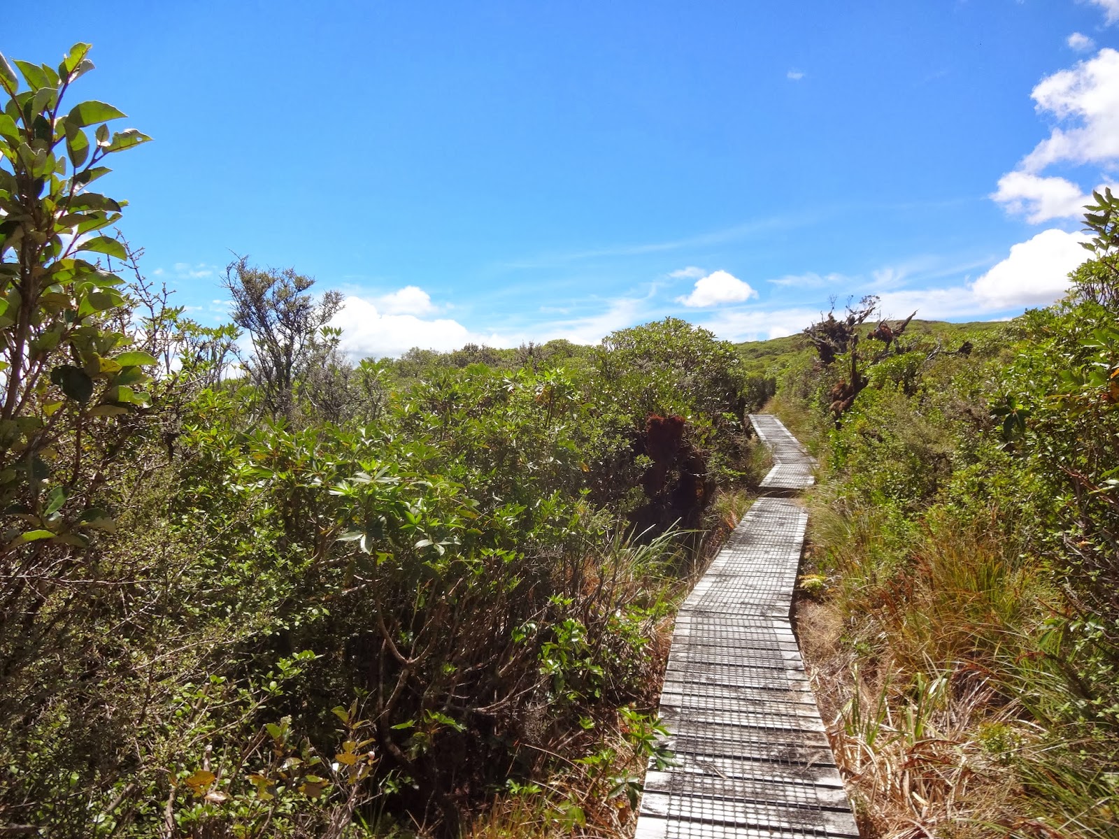 Te Araroa - The Long Pathway: Days 51-55: Pureora Forest