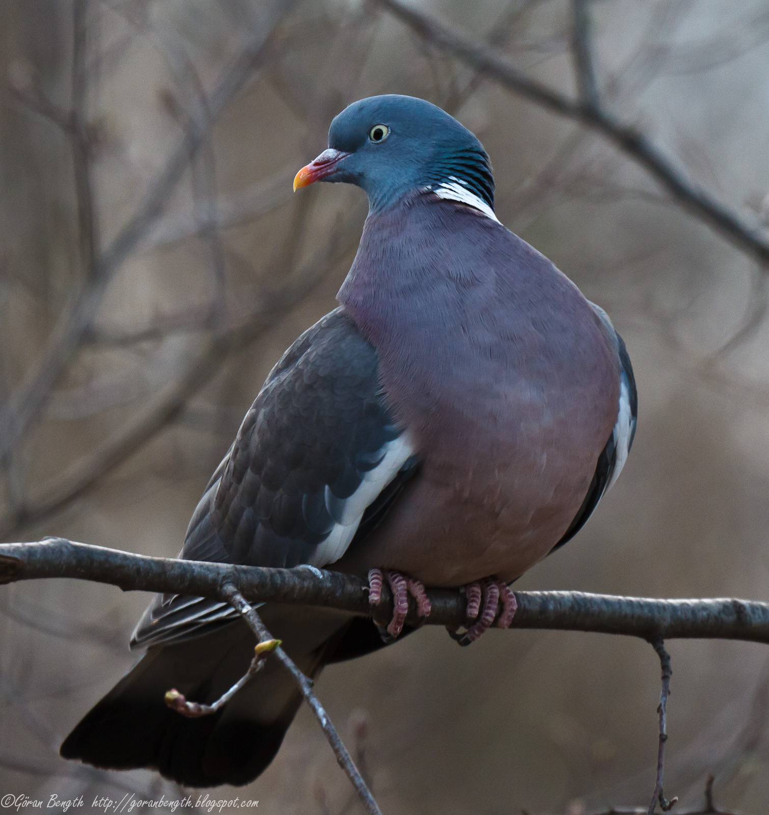 Göran Bength - foto: Ringduva, Sjöstan, Gustafs