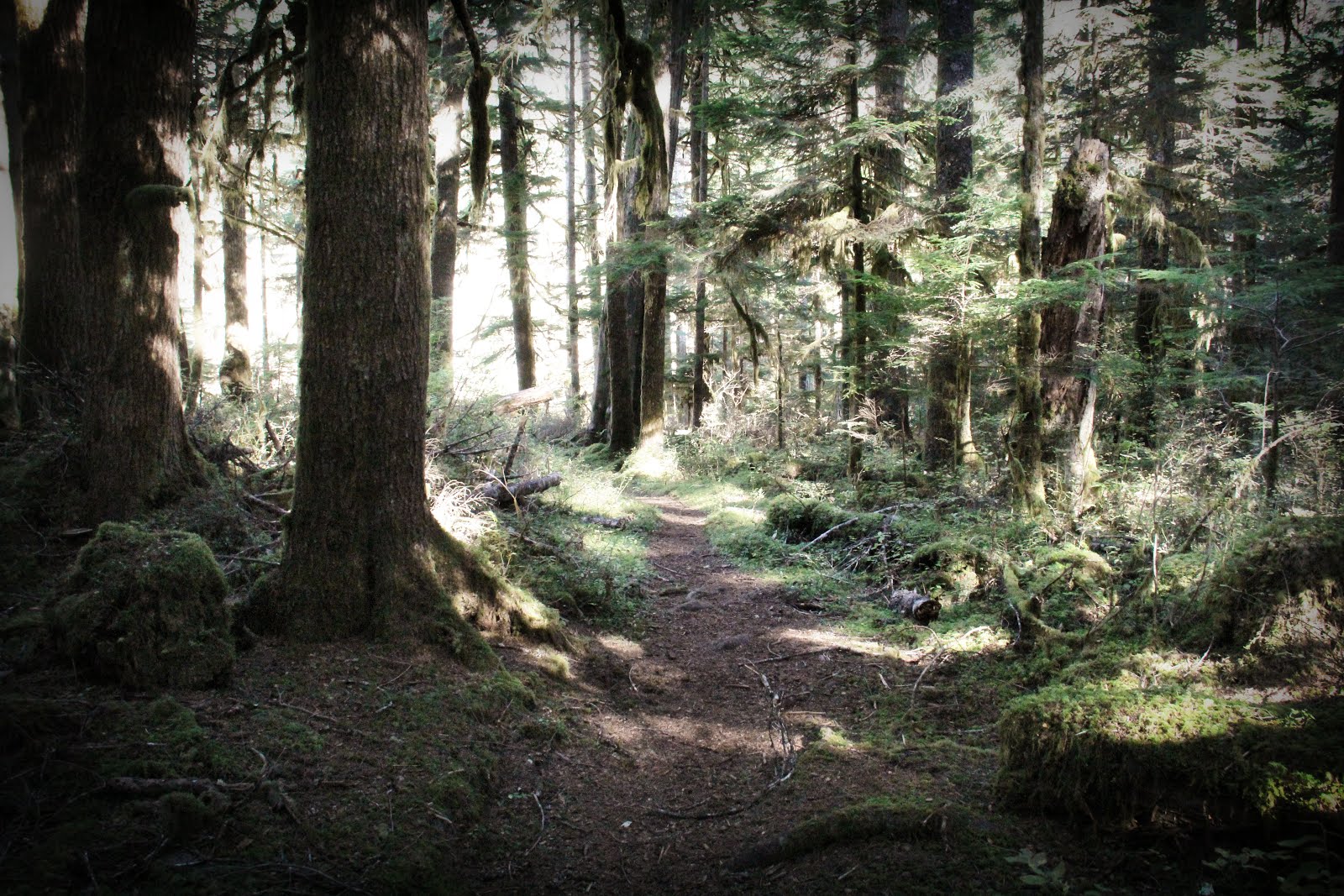 The Lovely Red Fox: Hiking Staircase — Olympic National Park