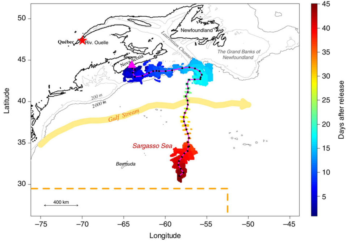 Virginia Tech Ichthyology Class : Mysteries of the American Eel, by Don ...