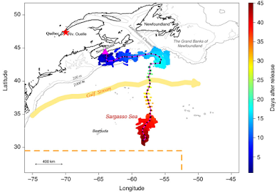 Virginia Tech Ichthyology Class : Mysteries of the American Eel, by Don ...