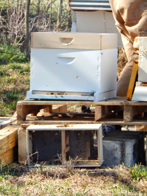 Thy Hand Hath Provided: Honey Bee Packages