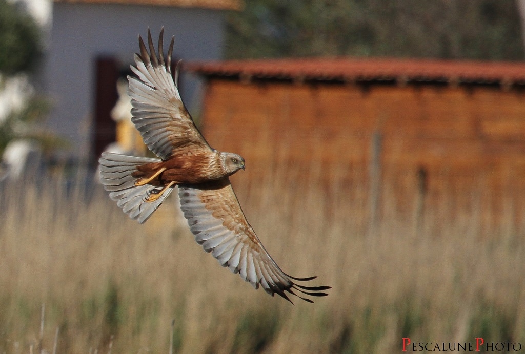 Pescalune Photo: Busard des roseaux (Circus aeruginosus), Western Marsh ...