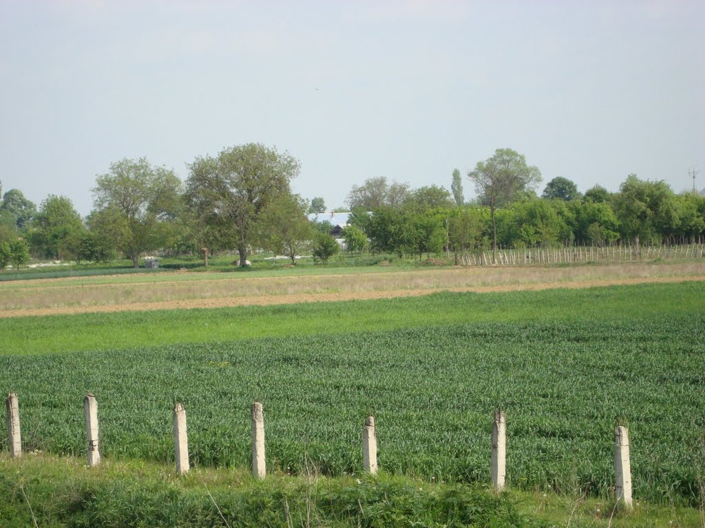Popa Marius Claudiu - Fotografii: Poze Comuna Falcoiu - Judetul Olt
