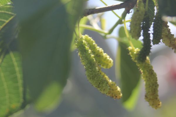 Mudflower: White shahtoot mulberry