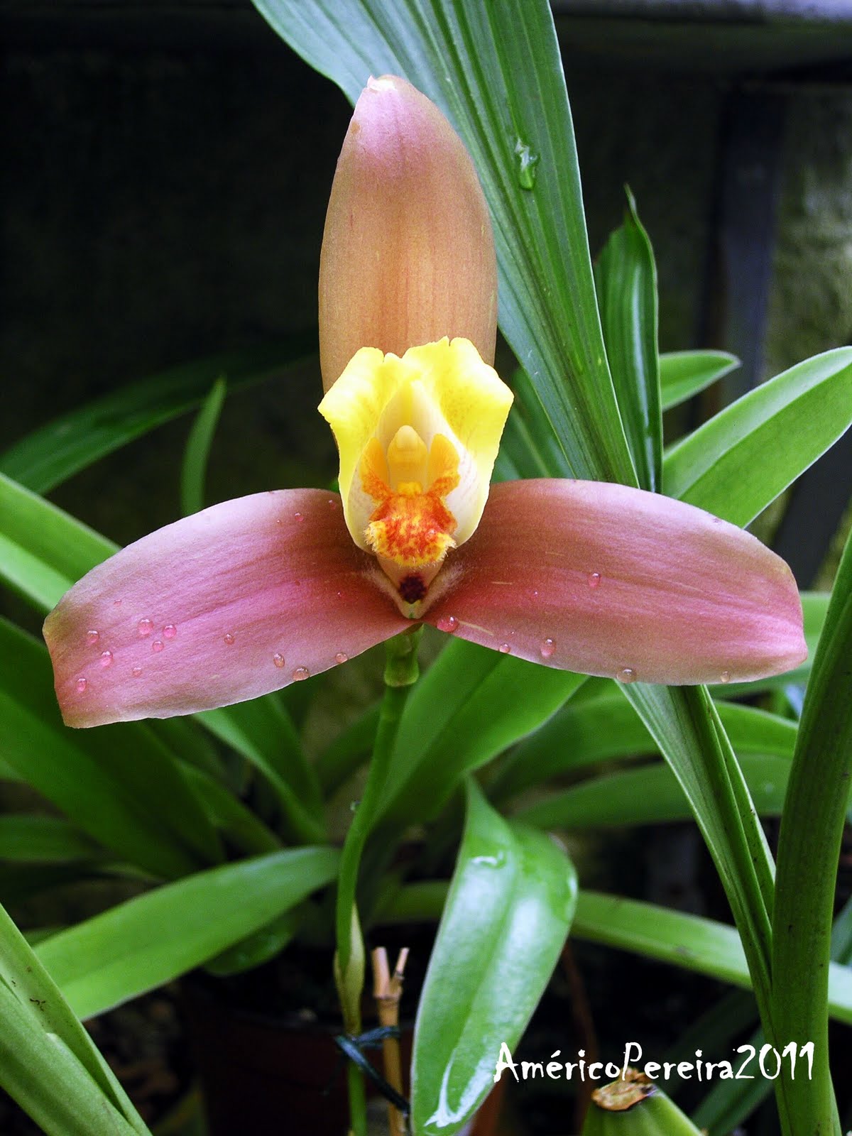 Orquídeas soltas: Lycaste lasioglossa x Lycaste skinneri