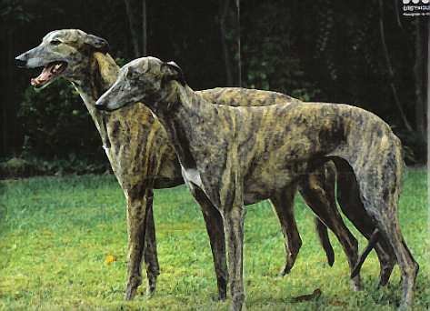 Greyhound breed facts | Facts About All