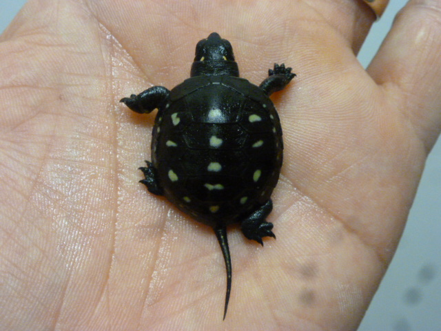 Clemmys guttata: la tortuga moteada: Nace la tortuga del exterior