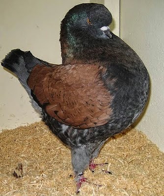 SPESIALIS MERPATI: MERPATI MODENA