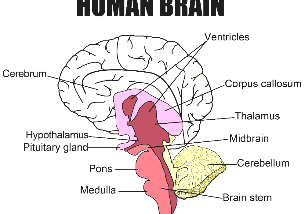 Human Brain Largest Part Of The Human Brain human-brain-largest-part-of-the-human-brain
