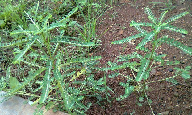 Khasiat Tumbuhan Meniran ( plyllanthus neruri ) - WEB SMART