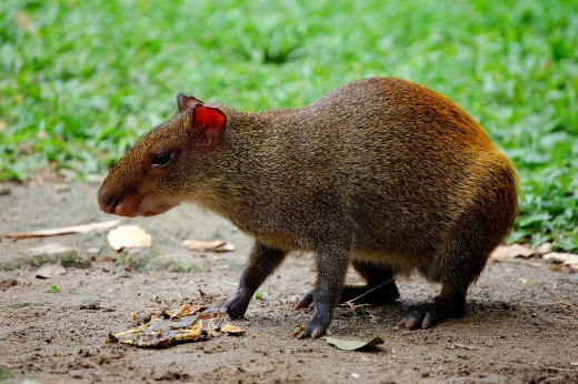 Fauna Panamá: Conejo Pintado