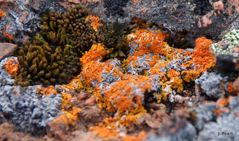 The Blog Bog of the Tundra: Emerging Land