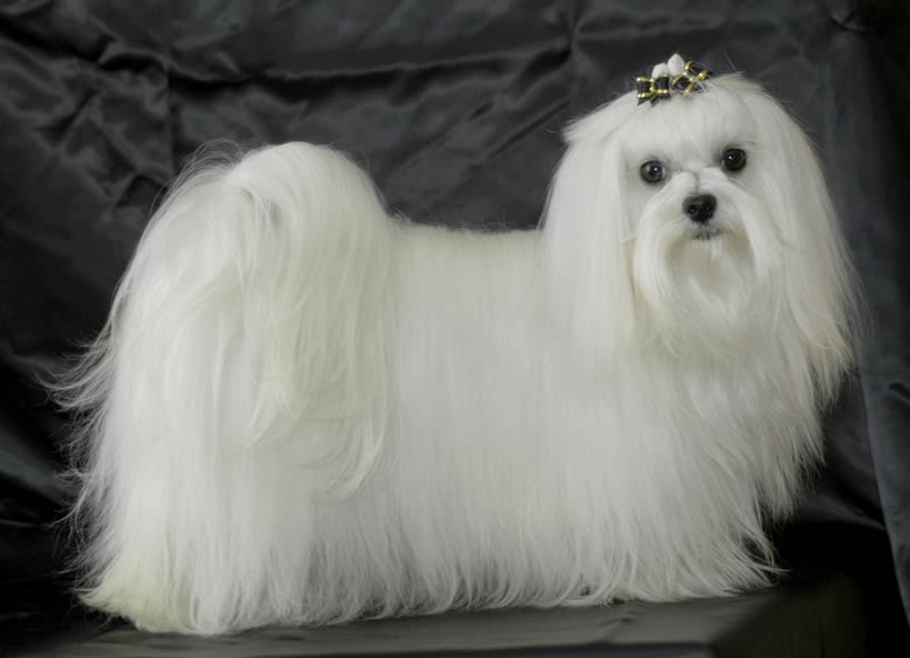 Imágenes de Bichón Maltes ~ Imagenes de perros