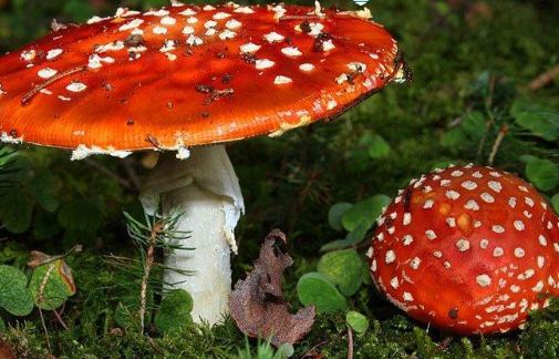 Jamur ini memiliki cara hidup.... | Pak Pandani | Belajar dan Berbagi