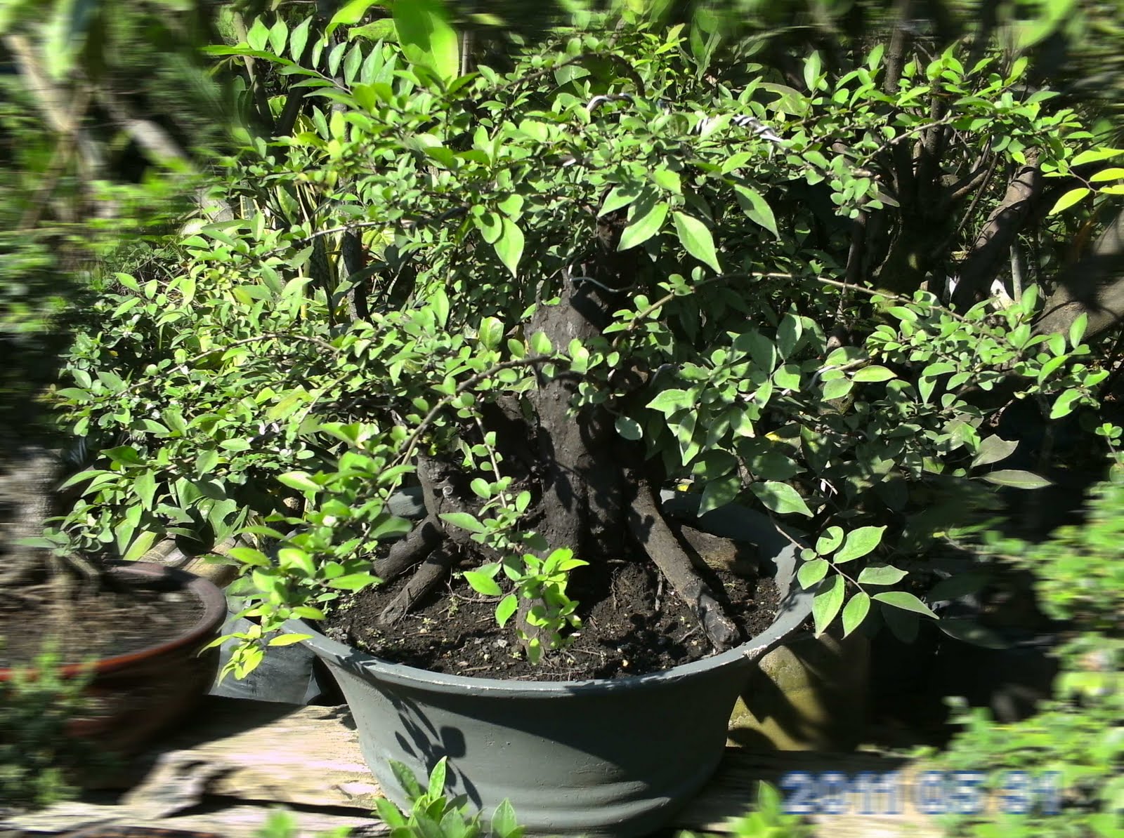 bonsai market / tanaman bonsai (atim bonsai): Bonsai di Lapak