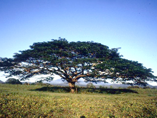 Las plantas de costa rica: Imagenes del Arbol de Guanacaste ...