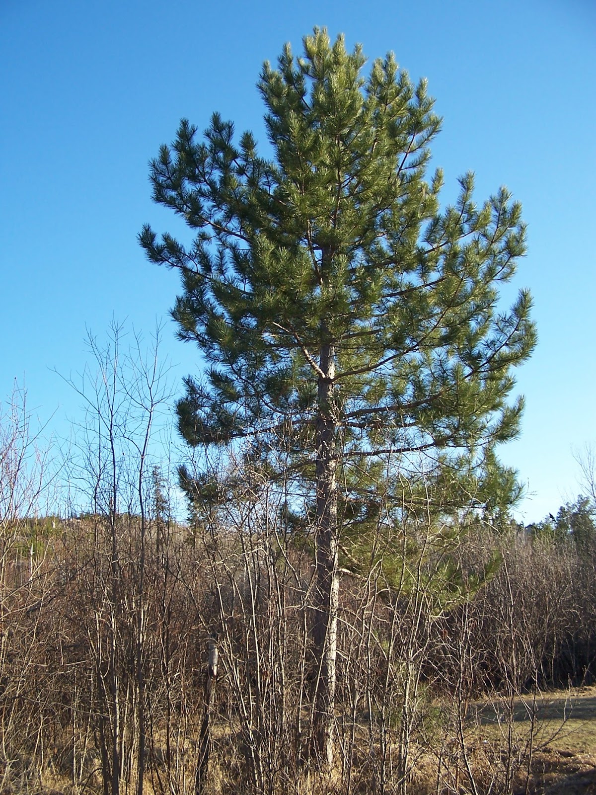 Tales of a Naturalist, Musician, Firefighter, and Radio Host: Red Pine ...