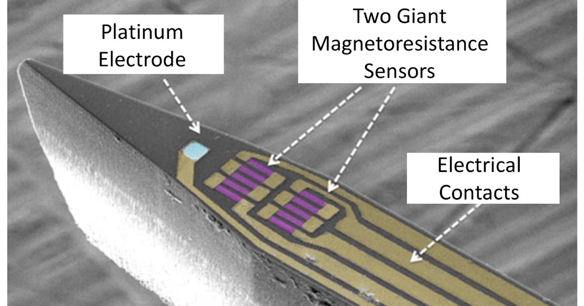 Intermediate Physics for Medicine and Biology: In Vivo Magnetic ...