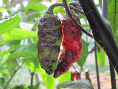 peperoncino mascalzone: PIMENTA LEOPARD - BHUT X NEYDE