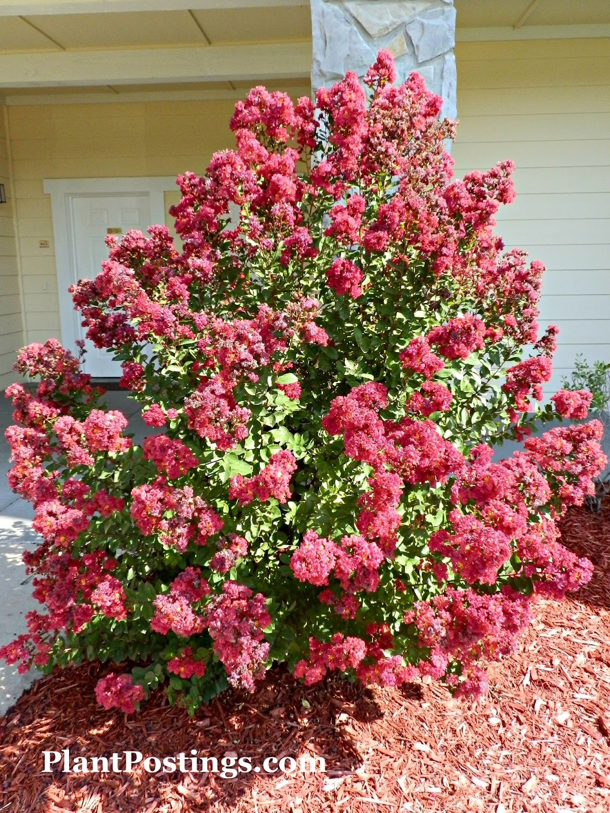 PlantPostings: Plant of the Month: Crape Myrtle