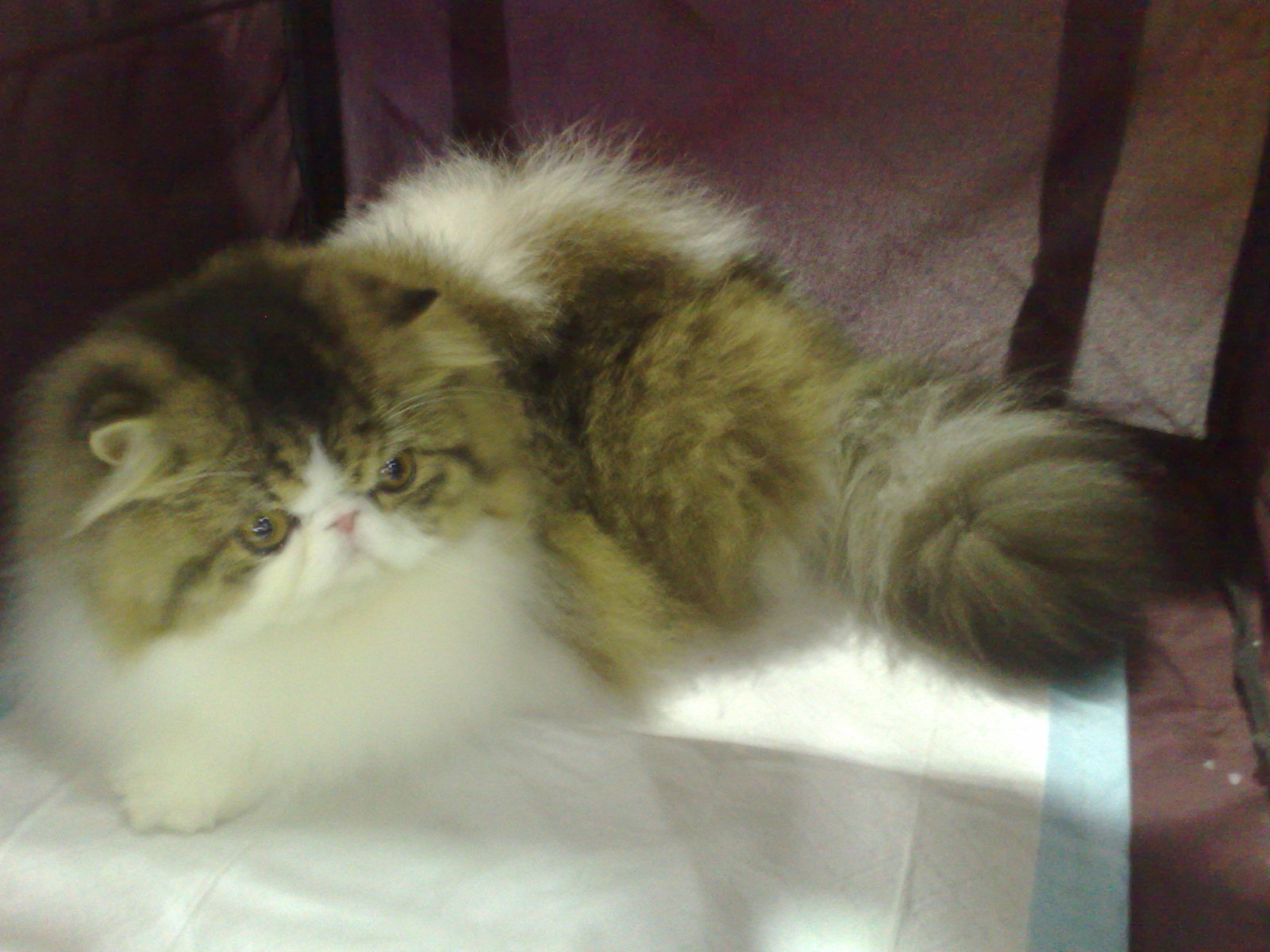 My Cute Little: Kucing mini yang cute.