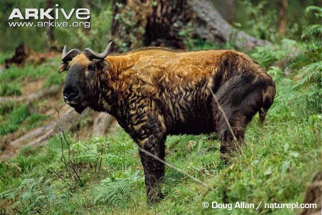 ΤΑΚΙΝ photos - wallpapers | the fun bank