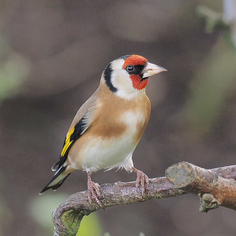CAMBRIDGESHIRE BIRD CLUB GALLERY: Goldfinch