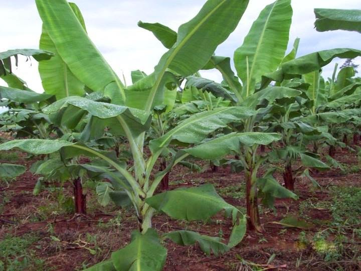 All About Agriculture, Animal Husbandry, Crop Production: OWN A ...
