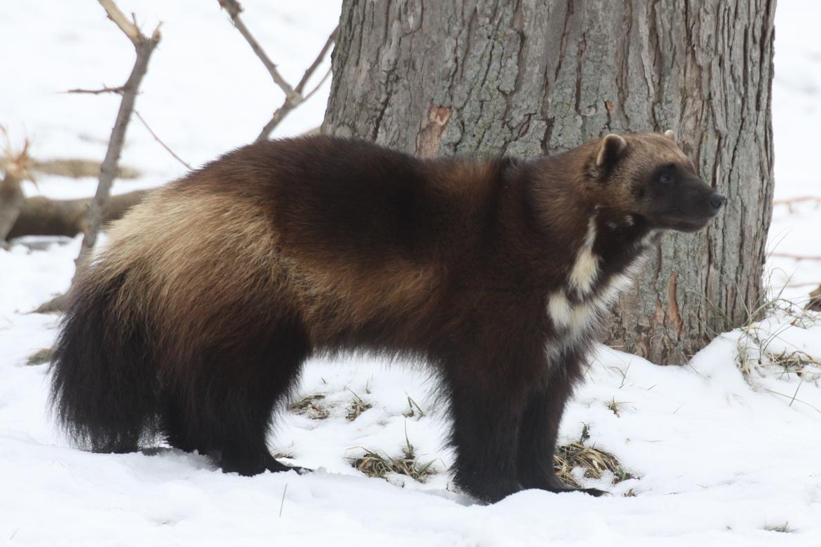 Michigan Exposures: Bring on the Wolverines...