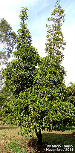 Meu Cantinho Verde: PURUÍ, MARMELADA-BOLA - ( Alibertia edulis )