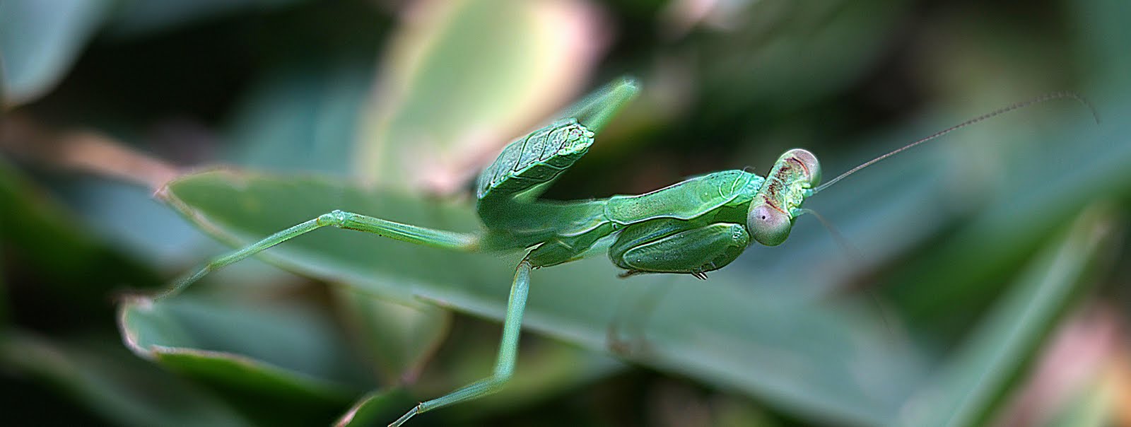 fotosmacro.blogspot.com: Mini Mantis (cria)