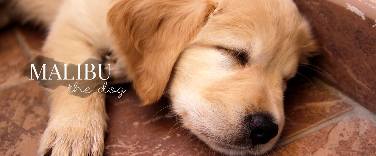 Malibu the dog: Malibú