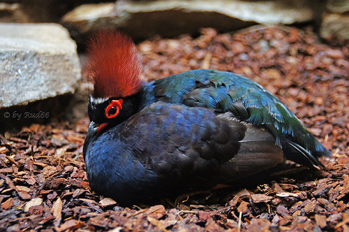 PUYUH : JENIS BURUNG PUYUH