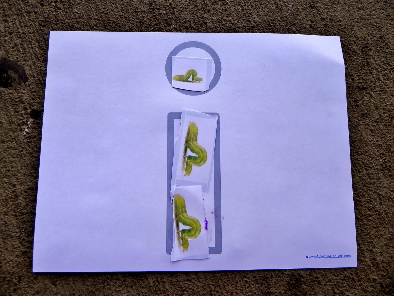 The Fantastic Five: Animal ABCs: Letter I