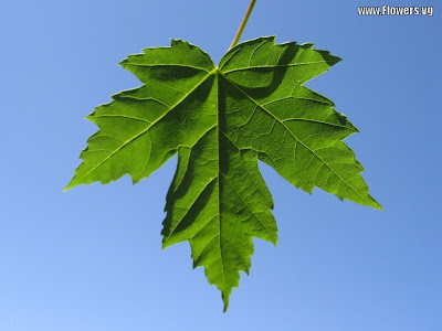 FORESTRY - LEARNING: SPECIALIZED LEAVES