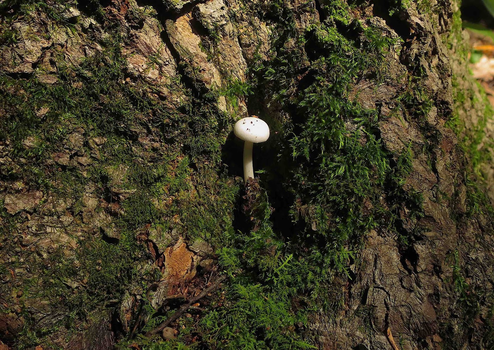 Saratoga woods and waterways: A Fungus Festival at Orra Phelps