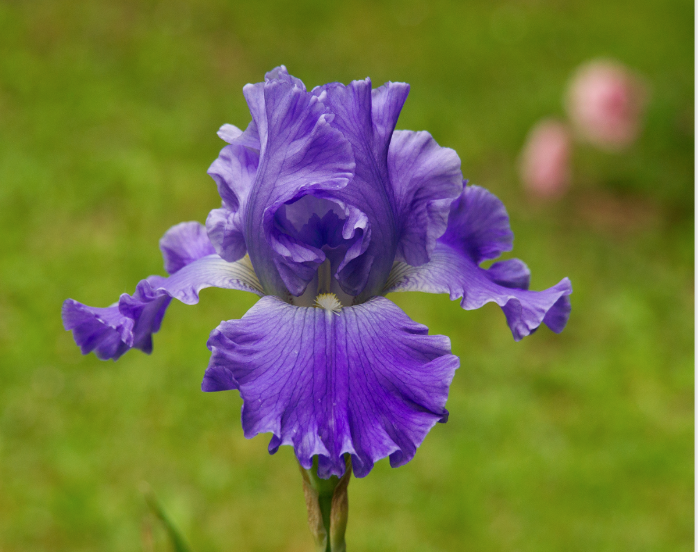 IRISÉMOI: Photographier les iris (3)