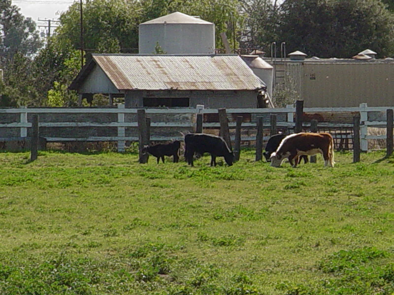 Feb. 14th 2012 - Pasture Rotation System For Heritage Cattle