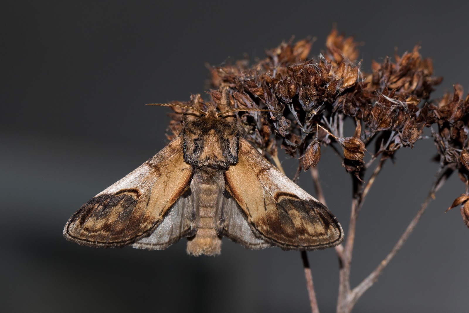 Butterflies, Dragonflies, Moths & other Insects: Pebble Prominent Moth