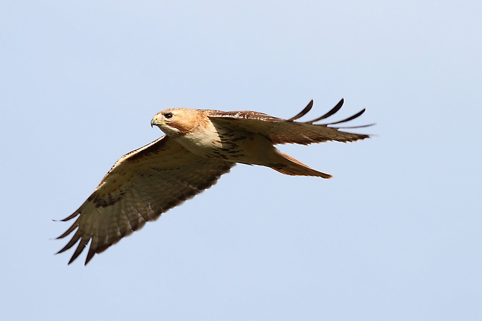 Red-Tailed Hawks of Wexford: Red-Tailed hawks male and female all over ...