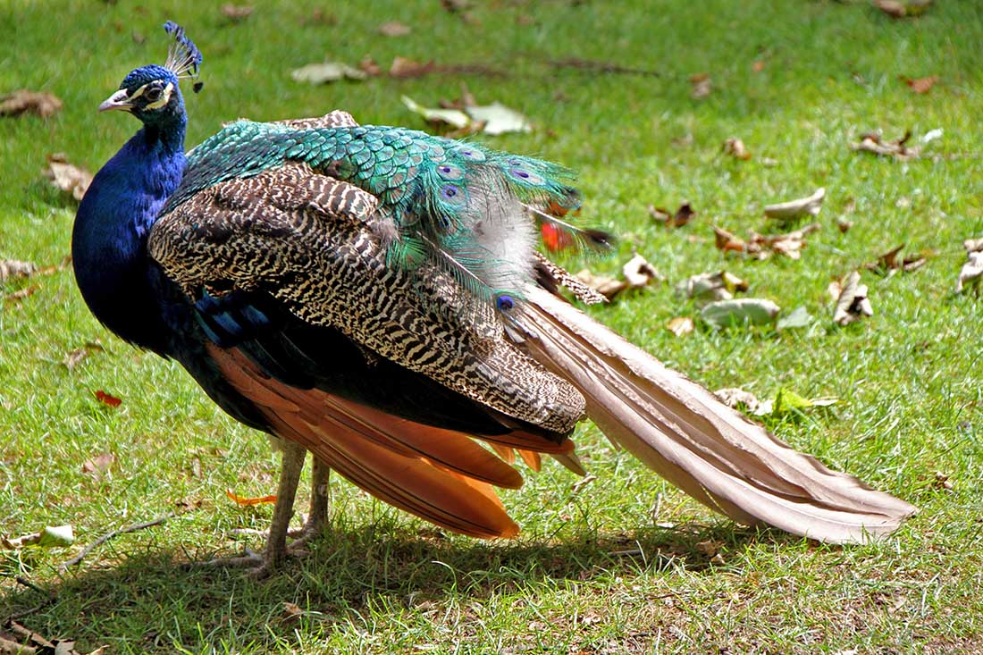 MIS VISTAS DEL MUNDO: Pavo real