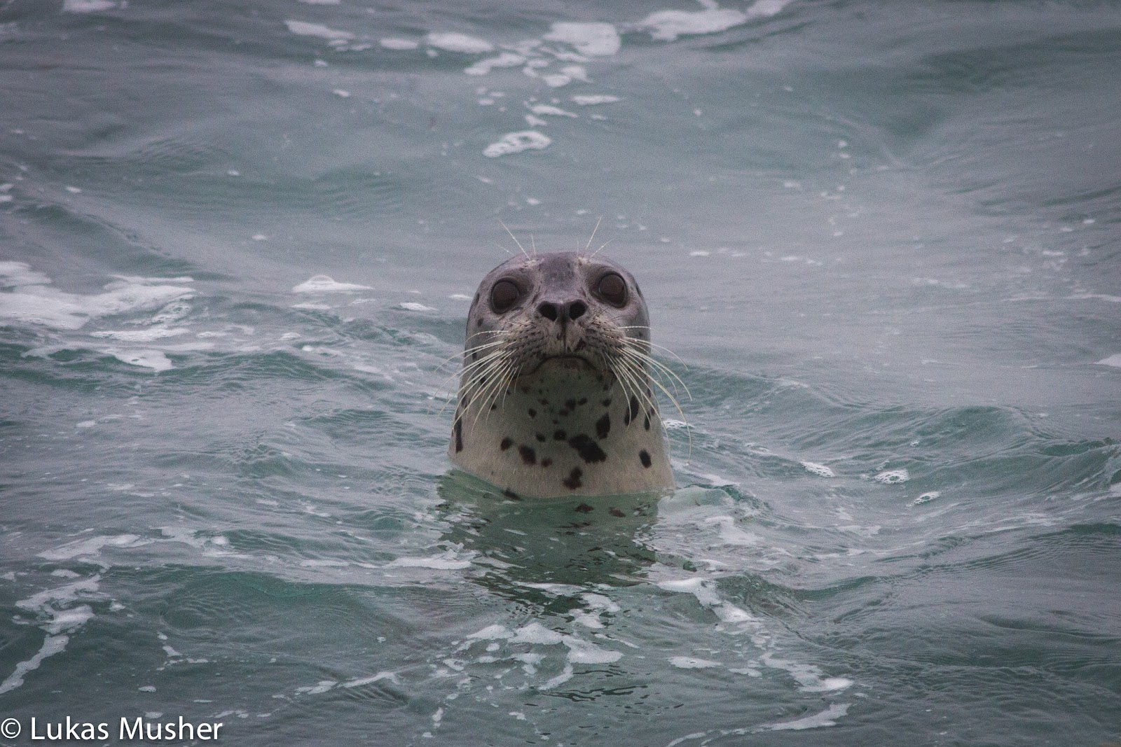 Boom Chachalaca: Farallon Pinnipeds