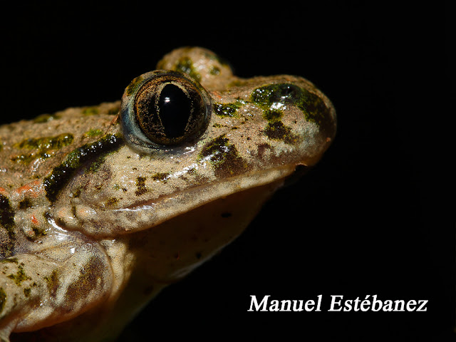 Miradas Cantábricas: Sapillo moteado común hembra (Pelodytes punctatus)