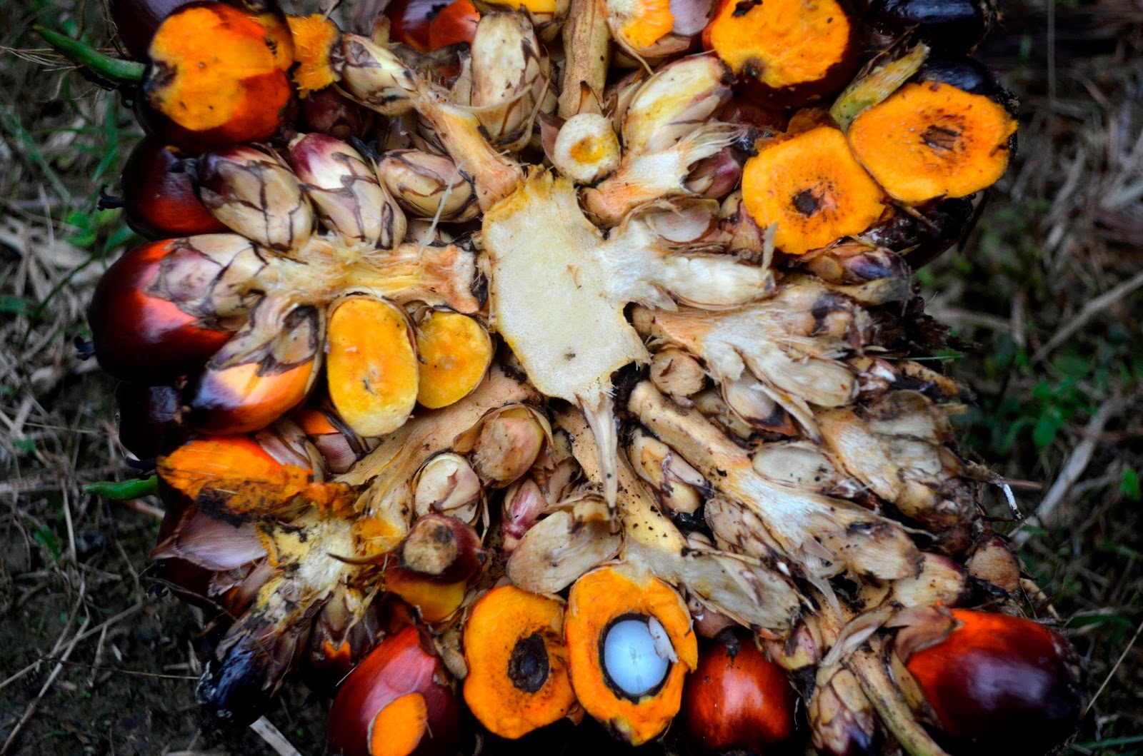 The Kambatik Park, Bintulu.: Parts of the oil palm fruit