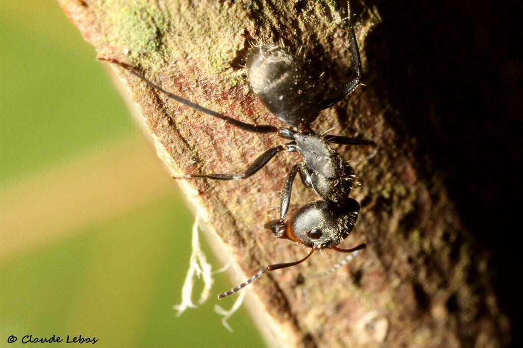 fourmis de Cuba- Hormigas de Cuba- Ants of Cuba: Camponotus gilviventris