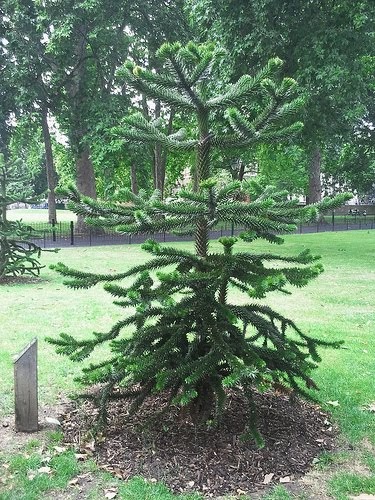 Tired of London, Tired of Life: Take the Ice Age Tree Trail