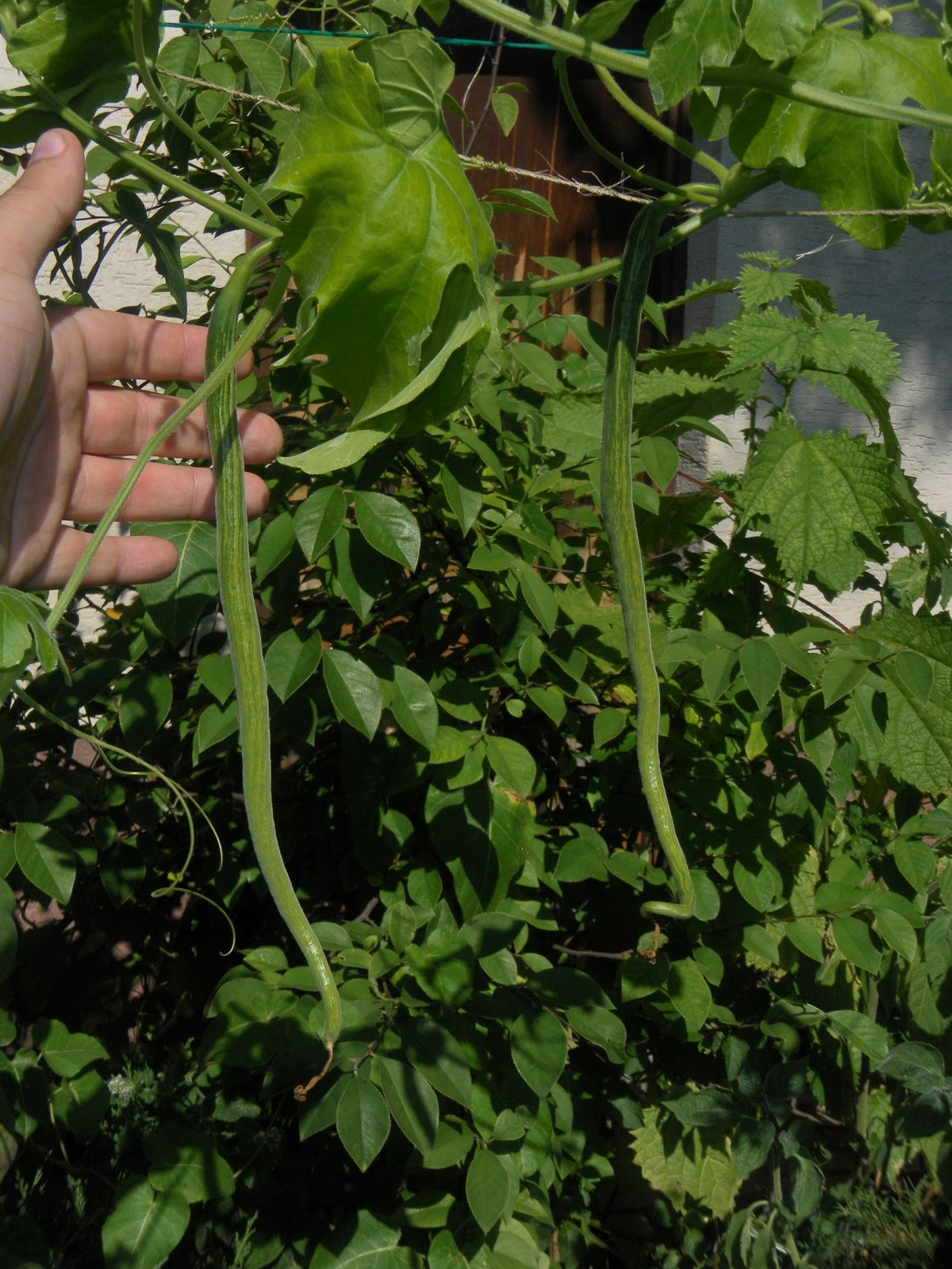 Scirpidiella's Plants: Snake Gourd, Snake Tomato (Trichosanthes anguina)
