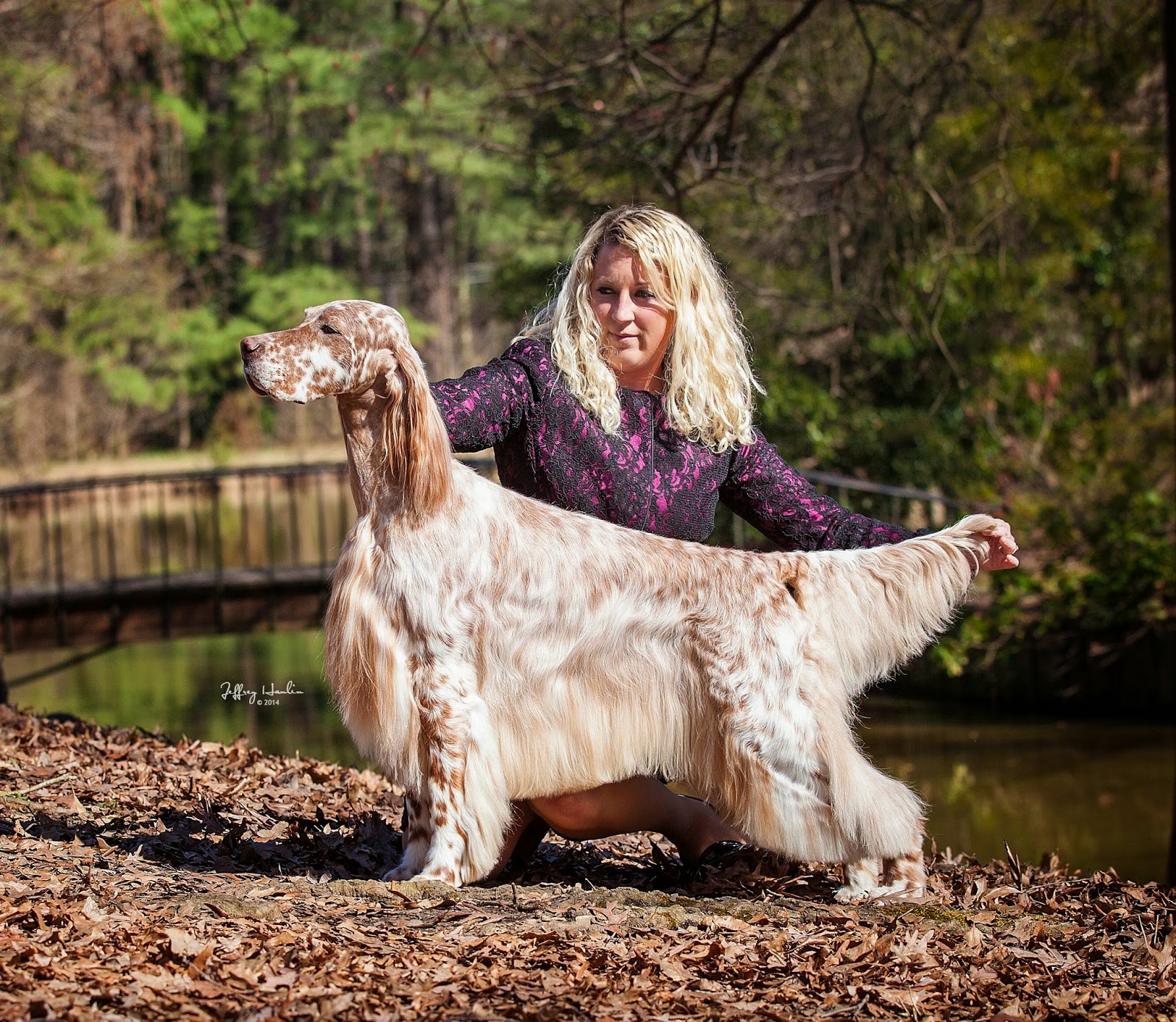 Linwood English Setters: PHOENIX Rises to the TOP!